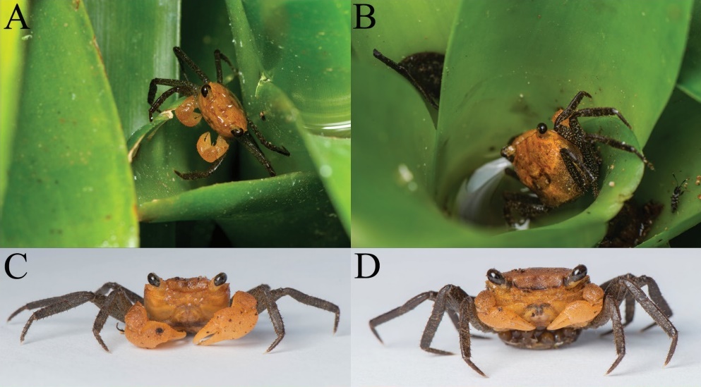 Species New to Science: [Crustacea • 2017] On the Identities of The ...