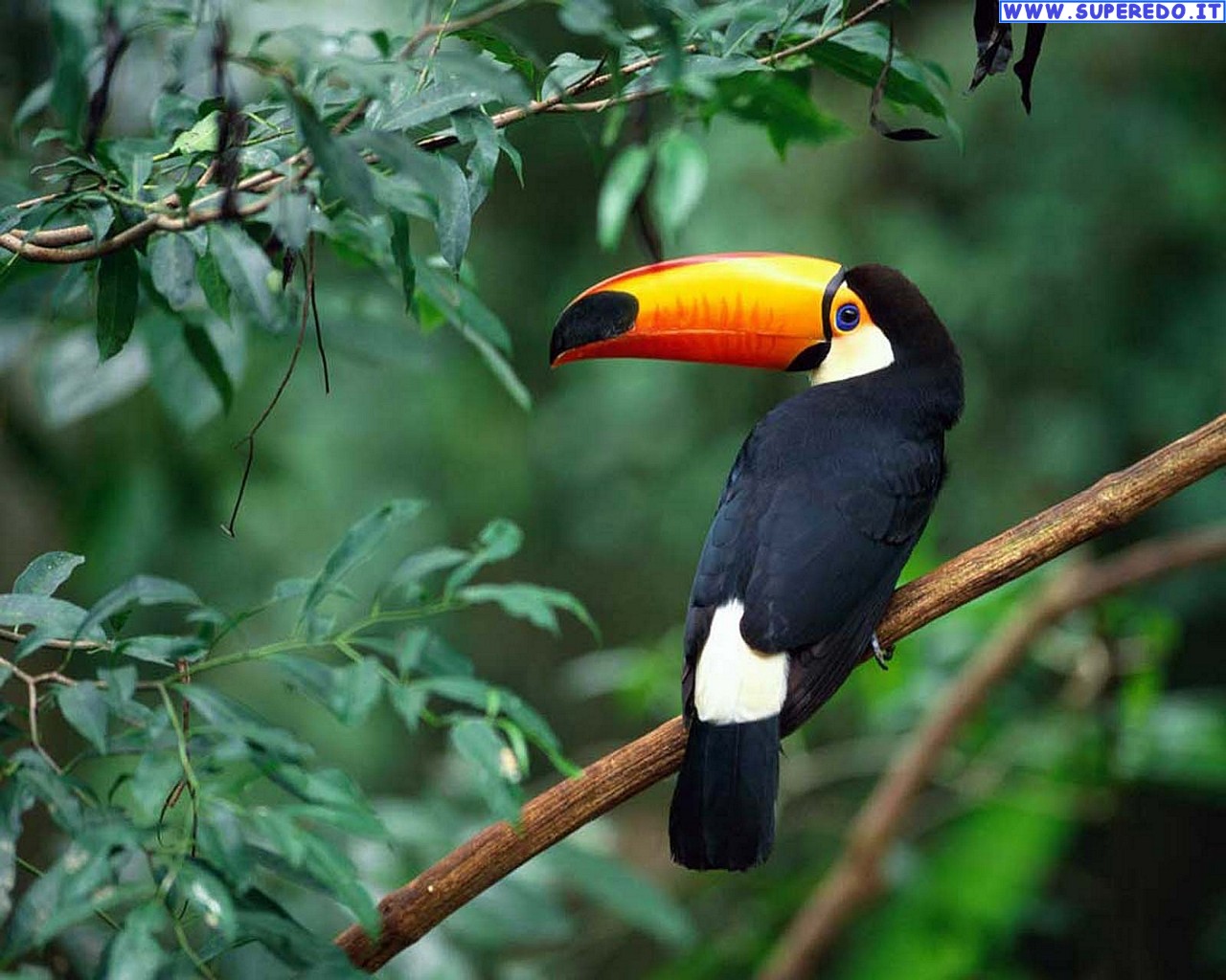 Il blog di Filippo: Pappagalli e tucani