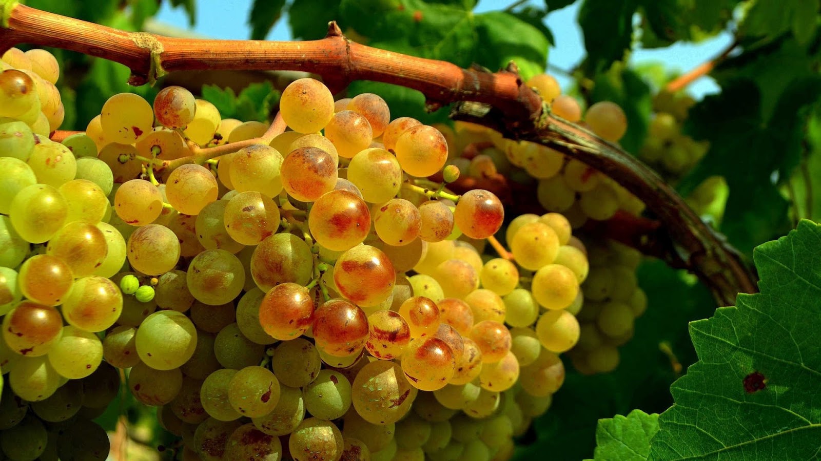 Nih 12 Wallpaper Buah Anggur - Bermanfaat Buah