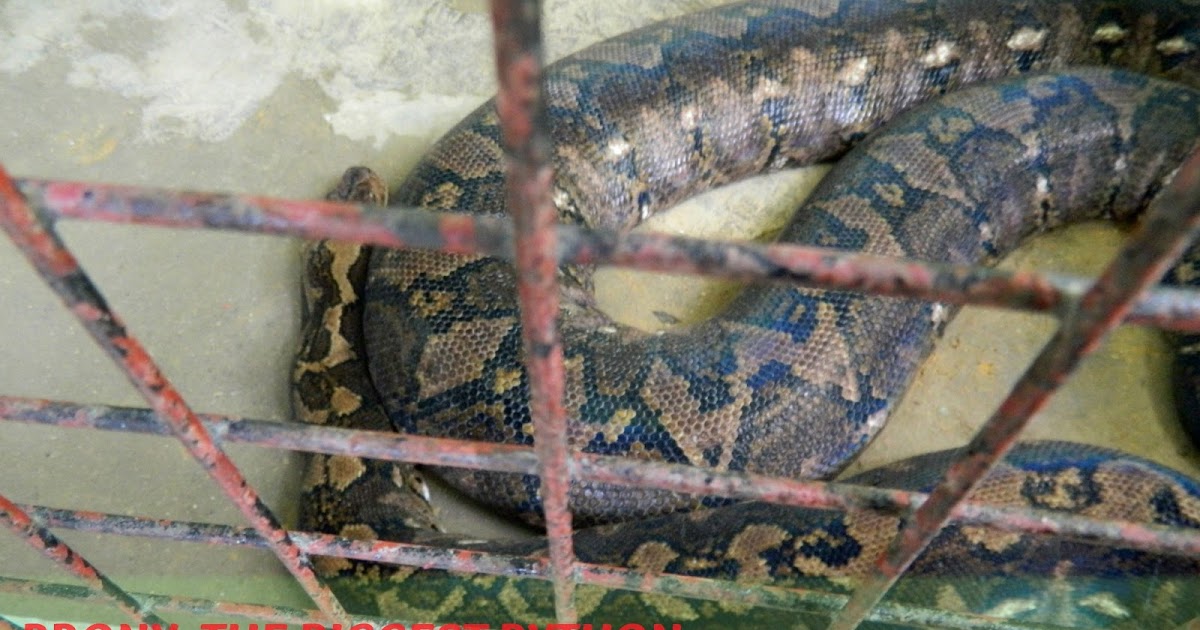 Let's GO! ady: PRONY, the biggest living python in captivity