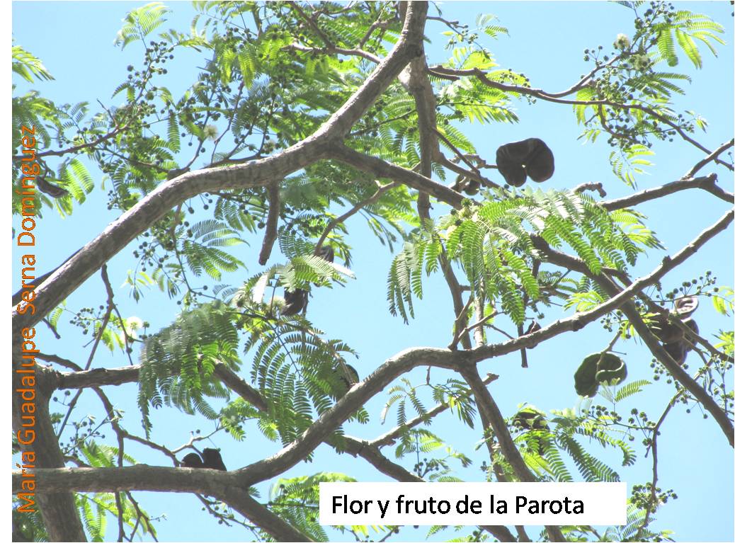 Ciencia para los preguntones : Conociendo la flora que nos rodea: el ...