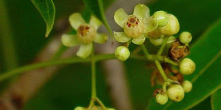 Savor the Fruits Mahogany | Herbal Medicine