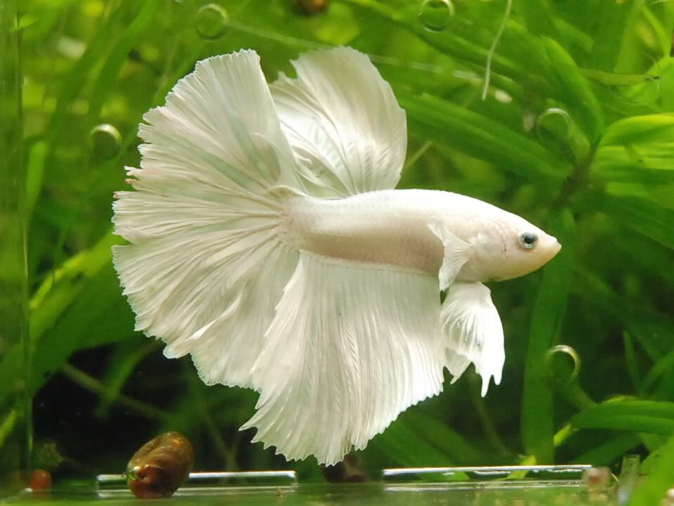 El Pez Beta | Acuario KISS