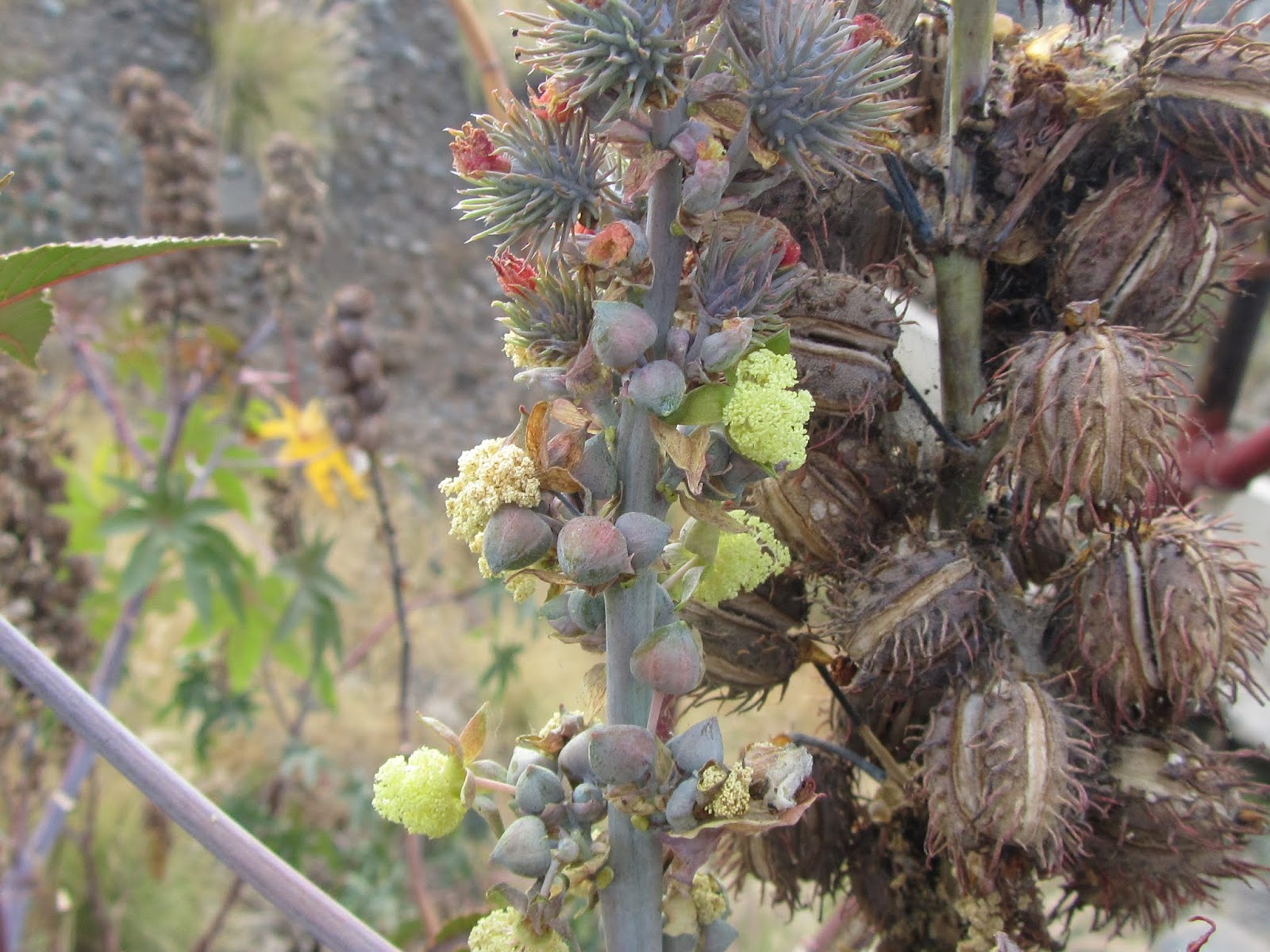 Pianta di Ricino (Ricinus communis) - Coltivazione e Diffusione | Il ...
