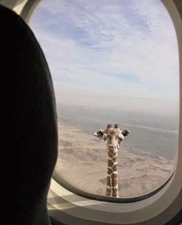 Top 15 Extreme Funny Humor Jokes Pictures | Funny Collection World