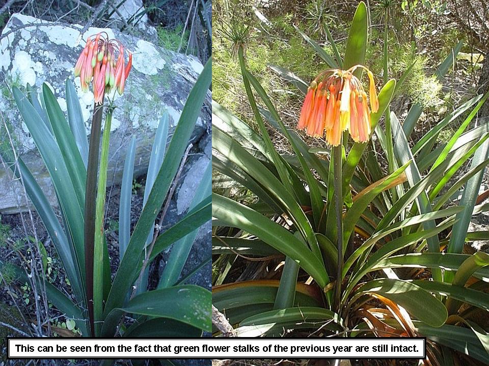 Sharing flower bulb information: Clivia mirabilis - a photographic ...