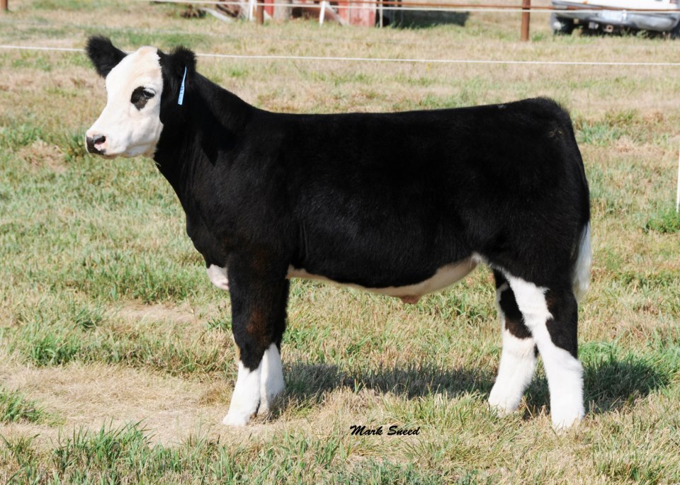 Lautner Farms: Club Calf Paradise - Bojo Steer - Sells Sept 16