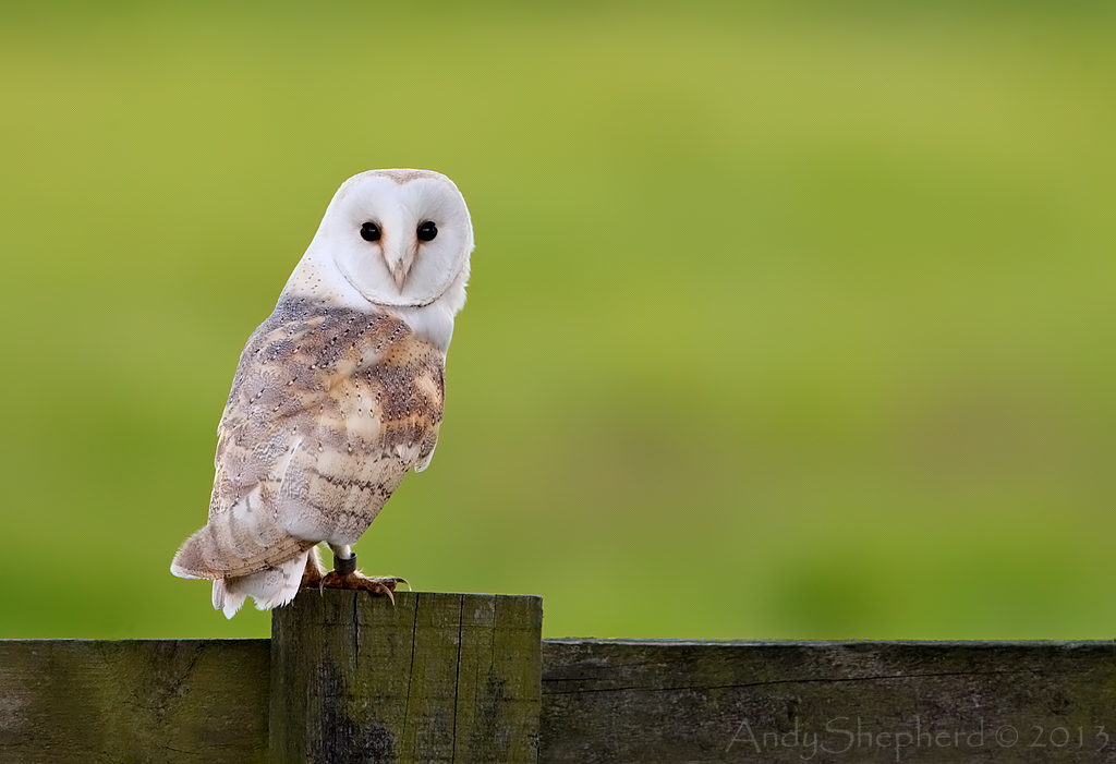 Andy Shepherd Wildlife Photography: Barn Owl