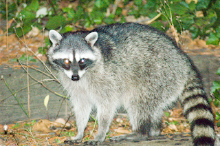 Abe's Animals: Common raccoon subspecies