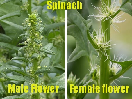 Floral Morphology of Vegetables ~ A2Z Veg-Science