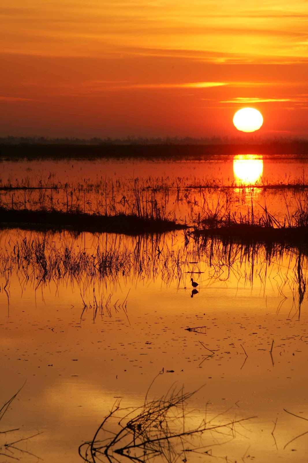 Bellflower Books Blog