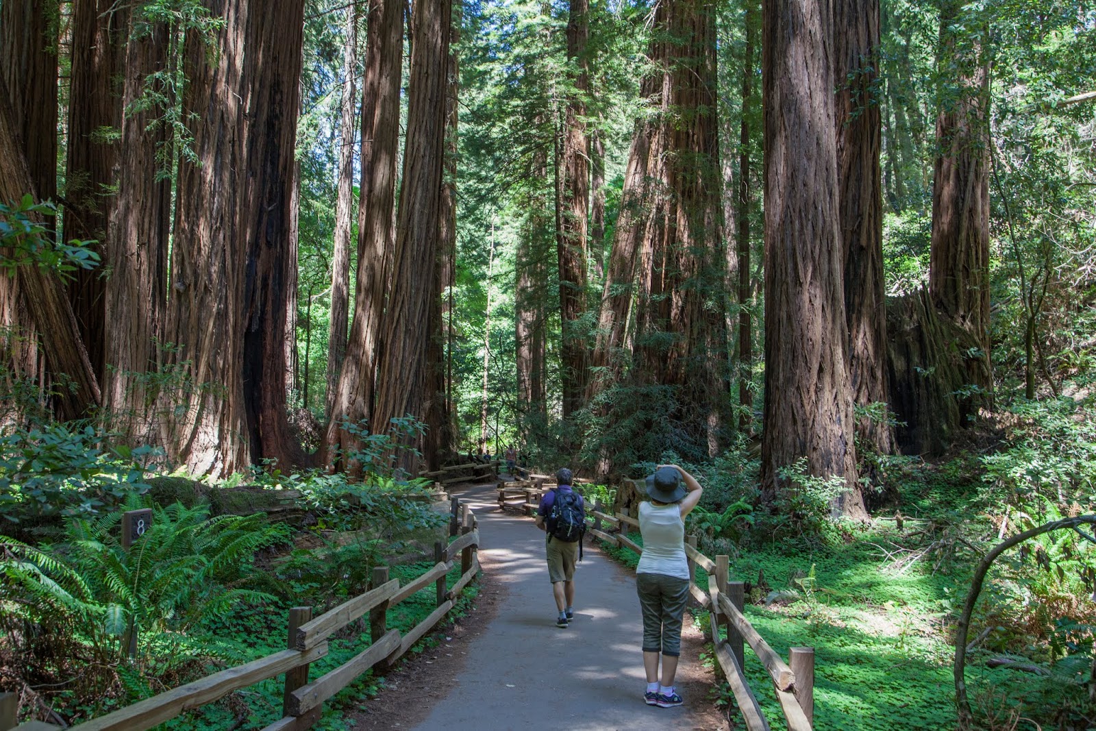 Coast Redwoods - The Tallest Trees In The World - Explore the World ...