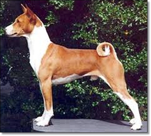 The Pet Tree House - Where Pets Are Family Too : Basenji - Known as The ...