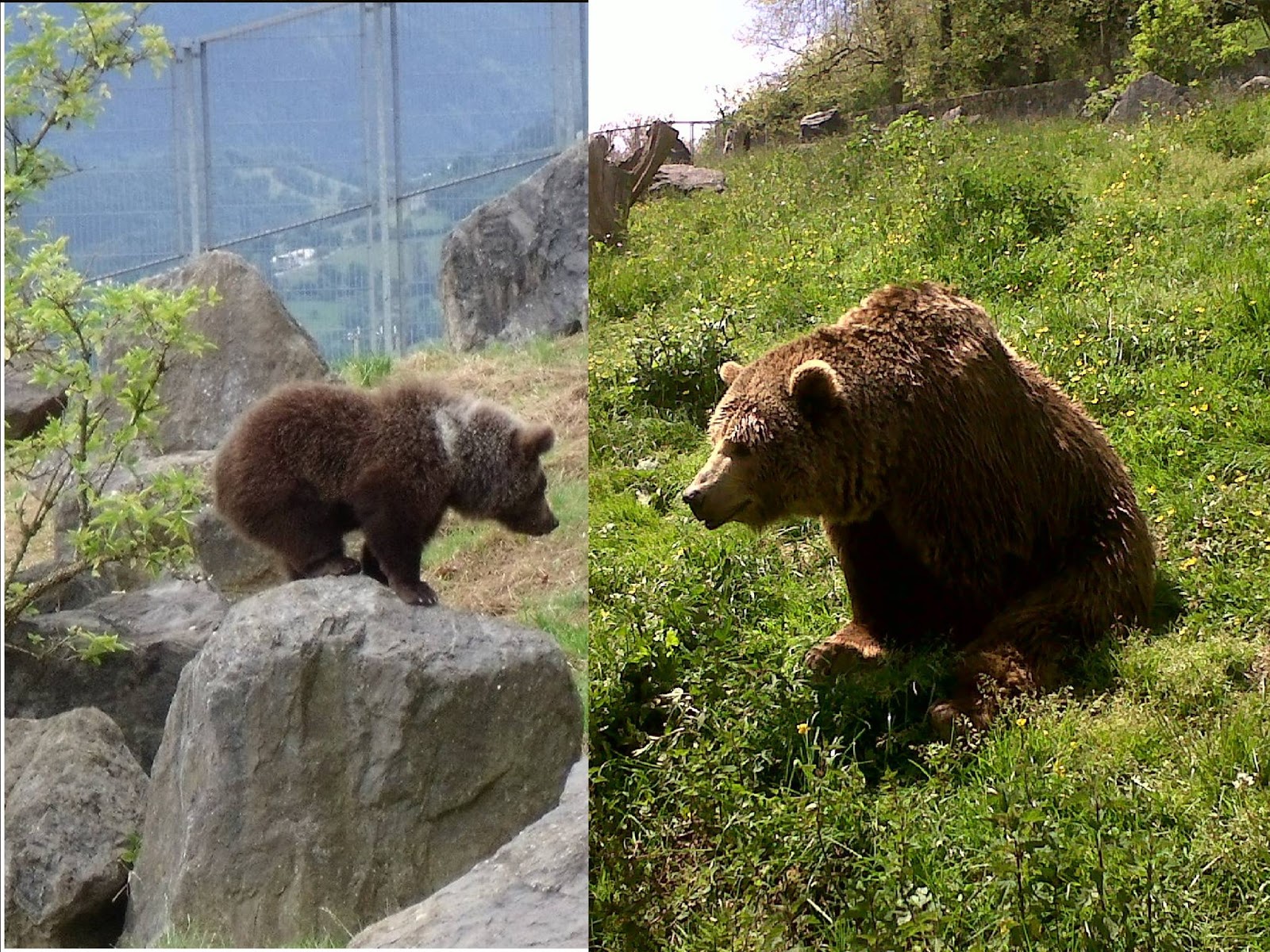 Los animales son gente maravillosa: Bruno, la cría de oso parte III