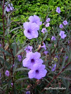 MY PLANT FINDER | Plant Guide: Ruellia simplex