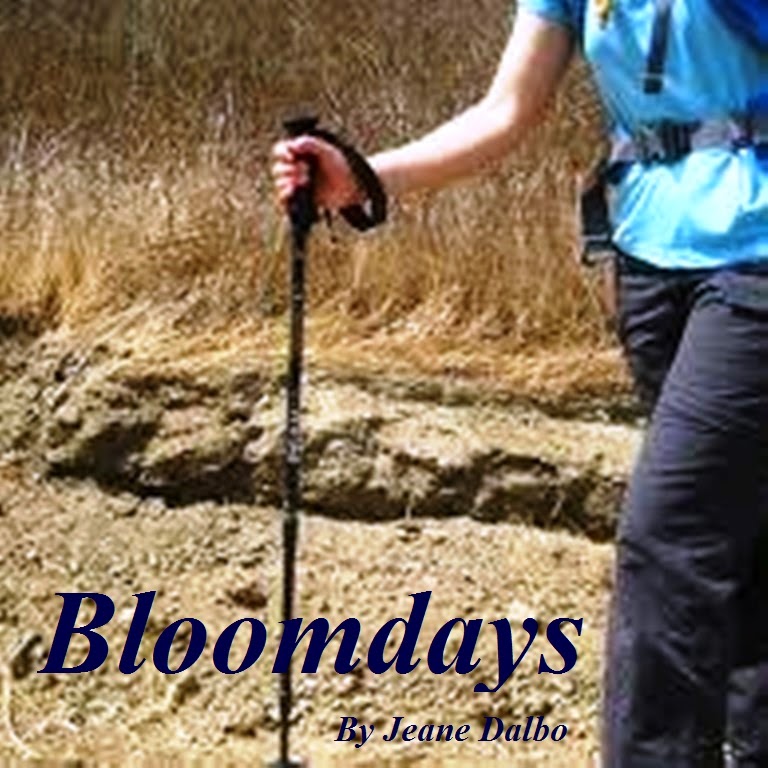 Bloomdays: O que fazer quando for picado por mutucas/butucas inseto.