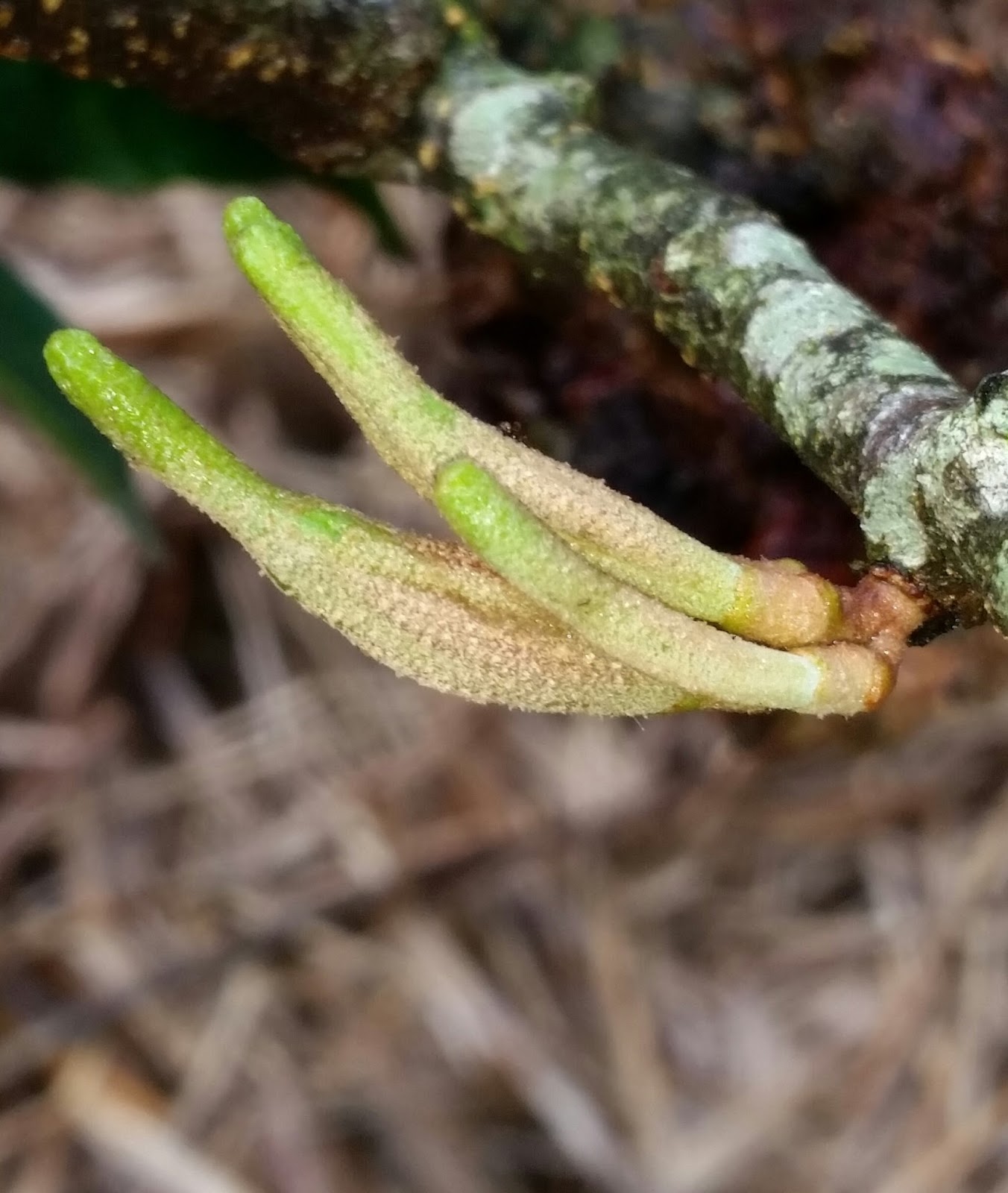 Warisan Petani: Pokok Dedalu