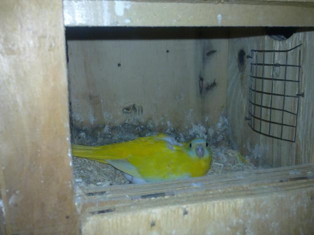 Turquoisine Parrots Pair For Sale In Lahore - Pets For Sale In Pakistan