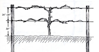 Whizbang Trellis Instruction: A New IdeaFor Growing Grapes