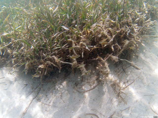 The Apprentice Manatee: Turtle Grass