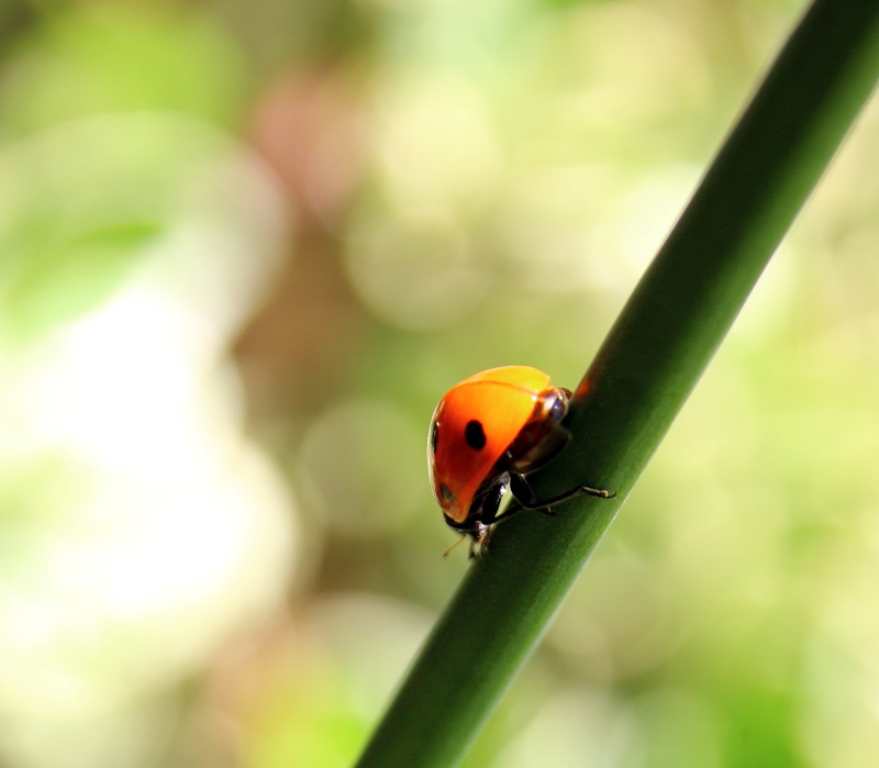 The First Lady Bug (Lady Bird) of Summer