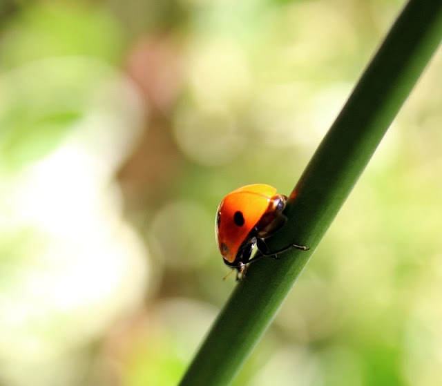 The First Lady Bug (Lady Bird) of Summer