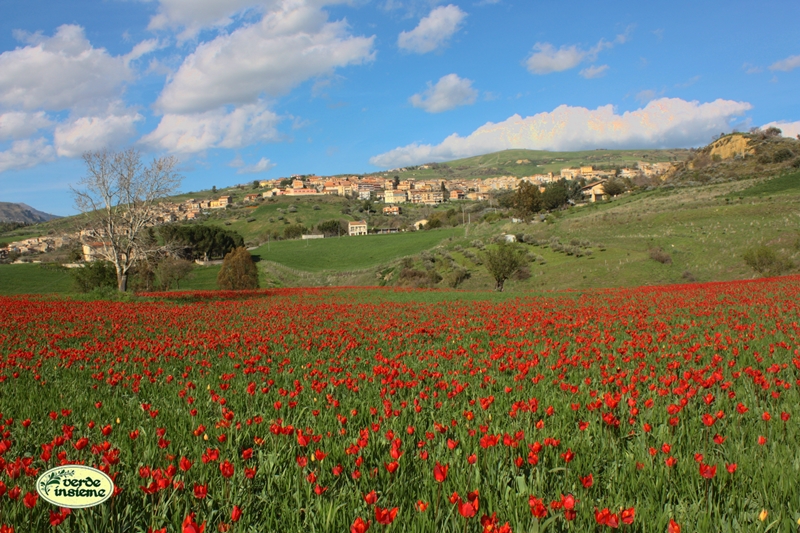 Blufi, il paese dei tulipani
