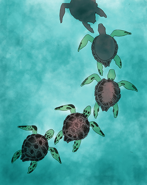 Alain Corbel illustration: How to save the sea turtles of Sao Tome and ...