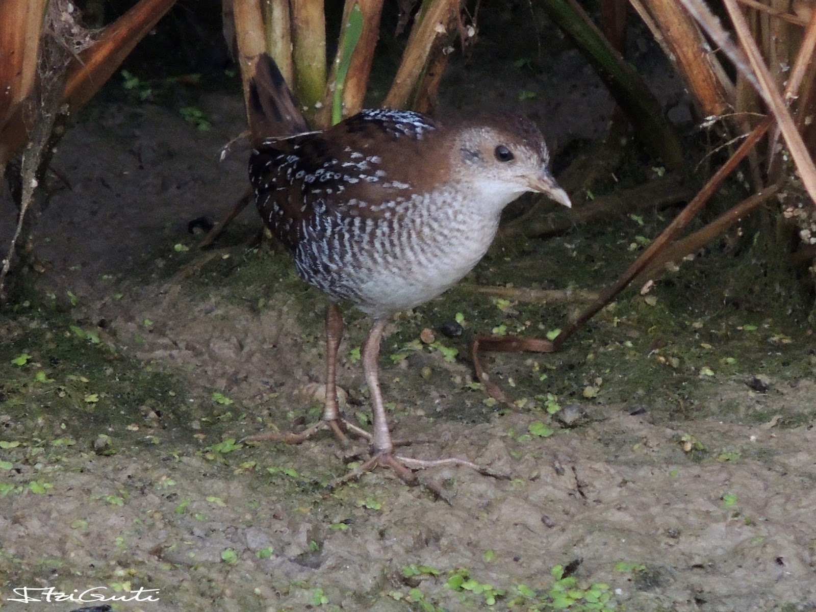 Surcando los Cielos: Polluela Chica - Porzana pusilla