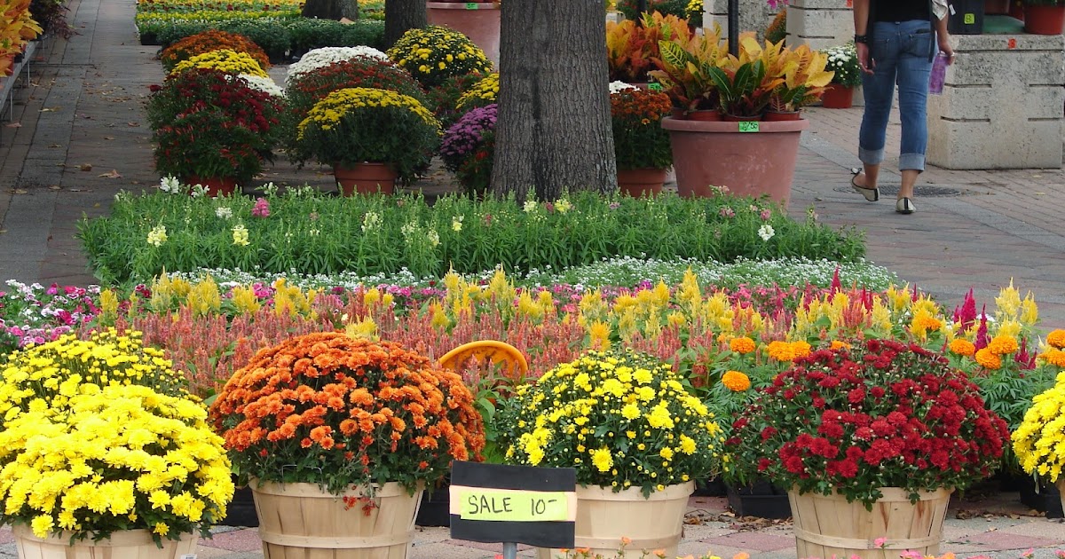 New Utah Gardener: Fall-Blooming Mums! Hardy, Colorful and Waterwise!