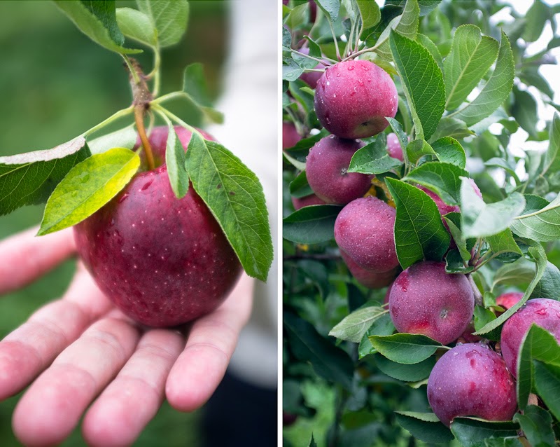 three little halves: The Apple Picking Adventure + Old Fashioned ...