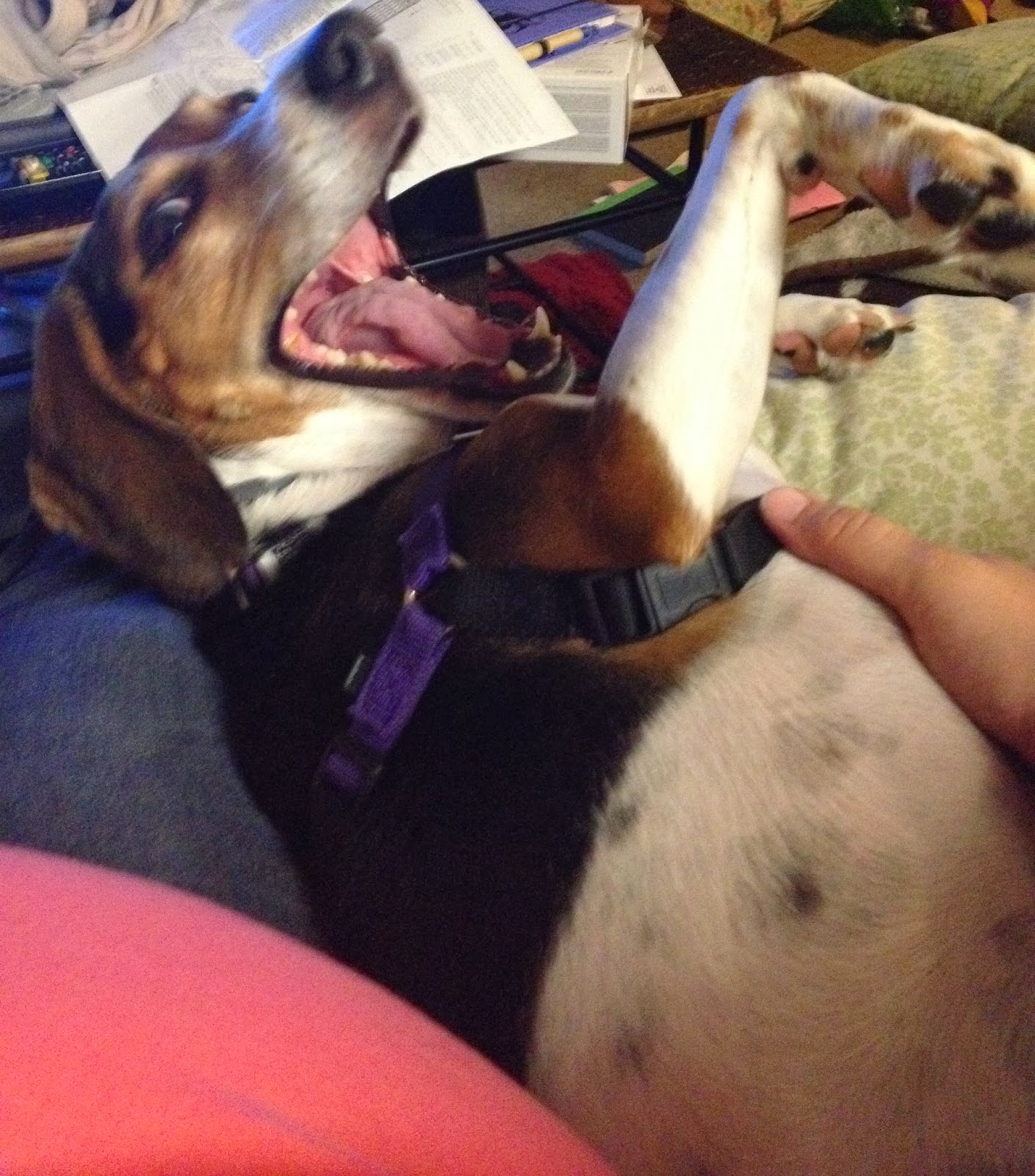 Life With Beagle: The bump on my beagle: Histiocytoma, mast cell tumors ...