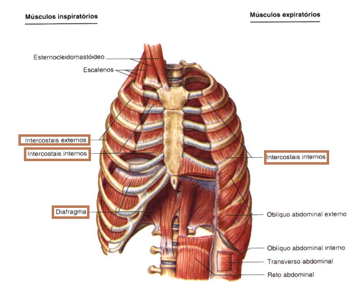 Cinesiologia: RESPIRAÇÃO