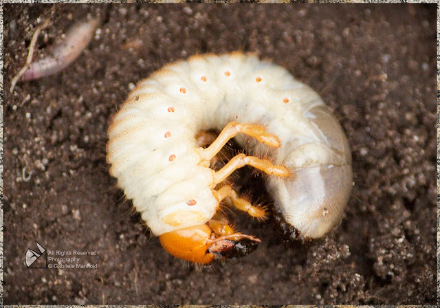 Gabriele Manhold Photography: September 2017