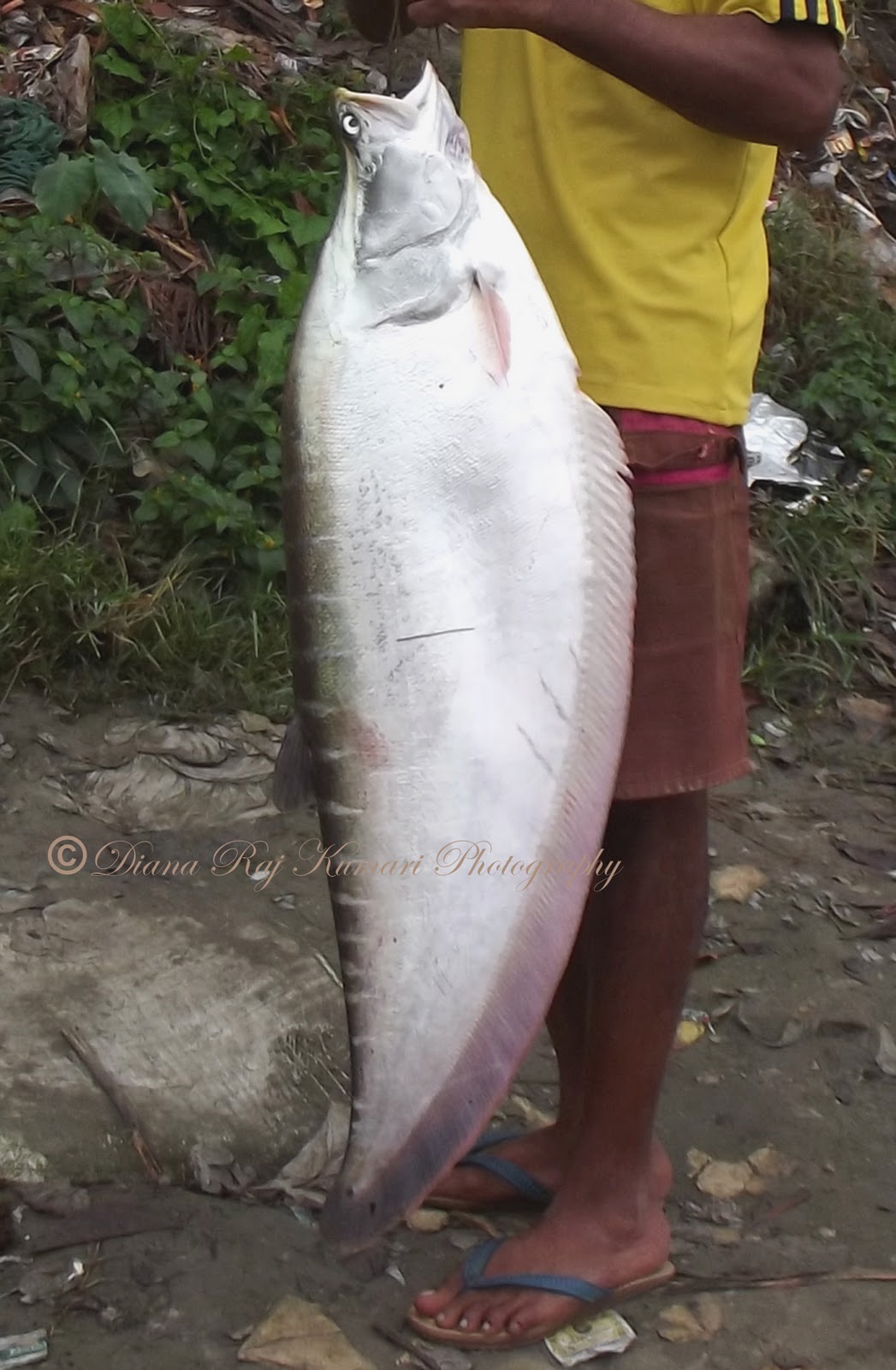 Diana Raj Kumari Photography: Ngapai - Chital Fish