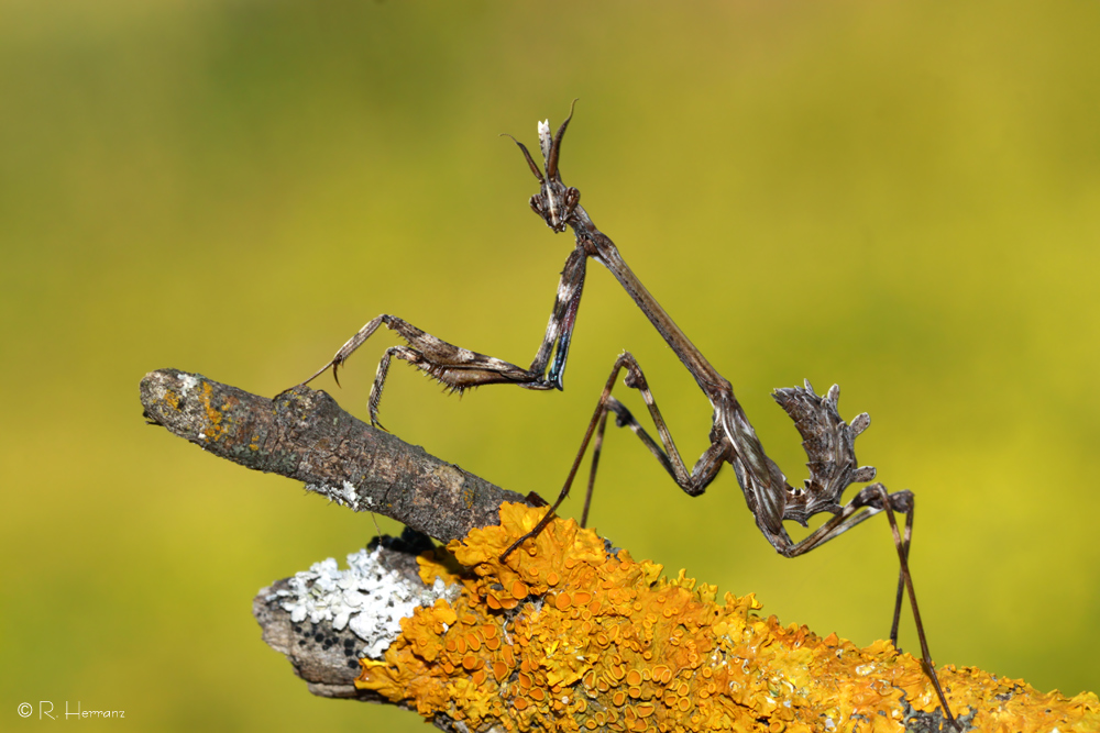 fotosricardo-h: EMPUSA O MANTIS PALO - Conehead Mantis