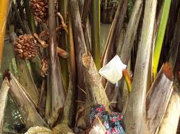 HASIL TANGAN GADIS KAMPUNG: TERINGIN AIR NIRA NIPAH KETIKA MENGANDUNG