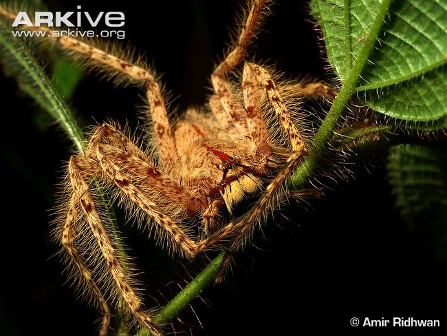 Biologia-Vida: Aranha David Bowie / David Bowie spider (Heteropoda ...