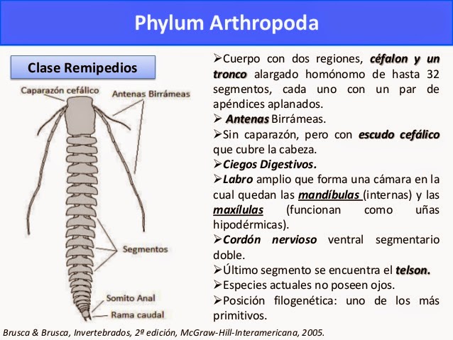 Artes de Pesca: CRUSTÁCEOS MARINOS