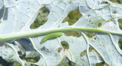 LIFE-CTAHR: Hunting for Diamondback Moth (DBM) pupae