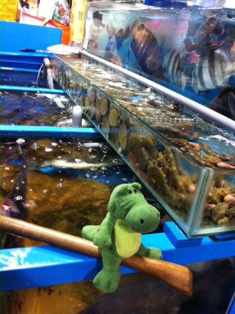 Lil gator's Travels