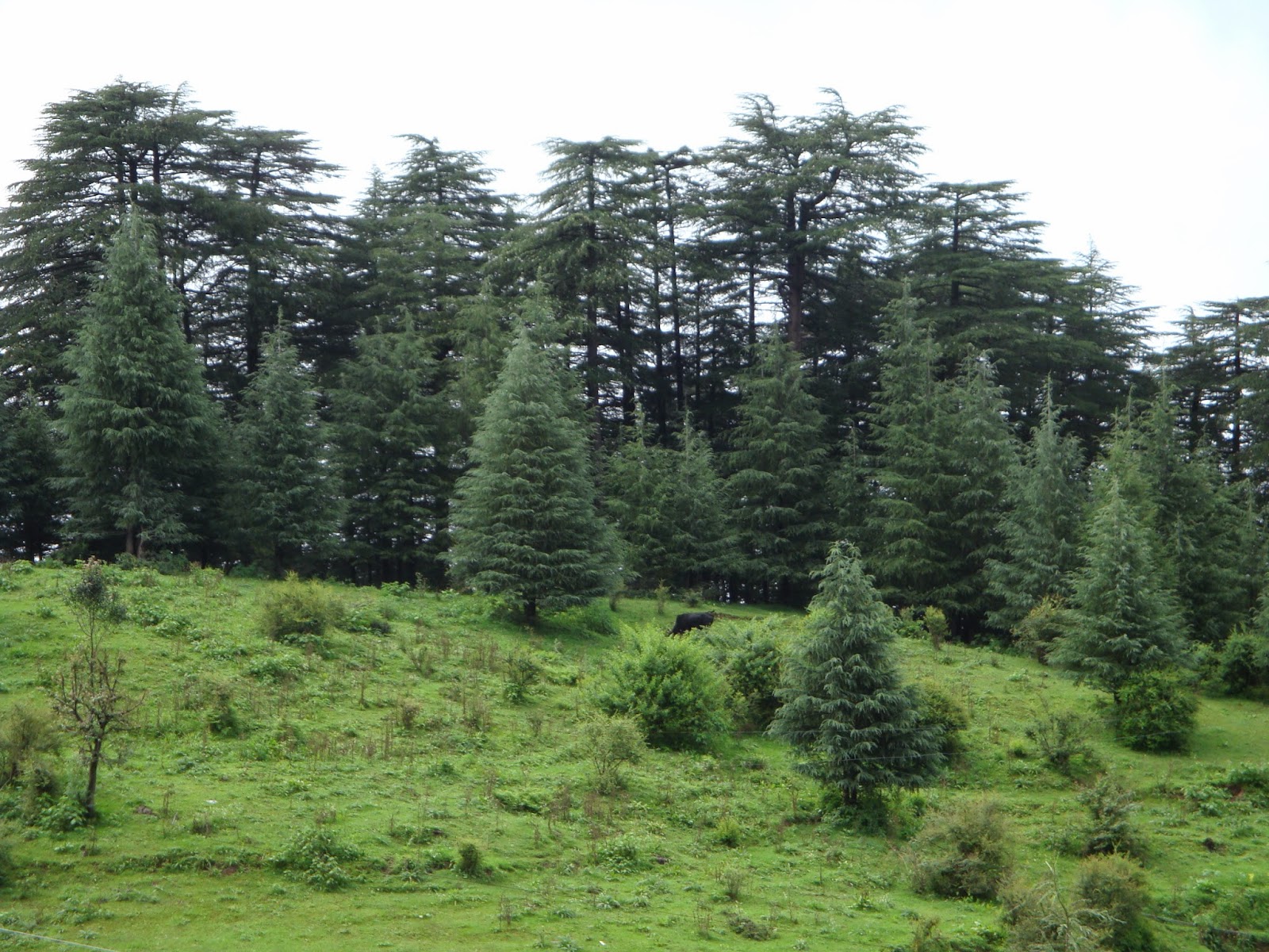 It's Just Me: Walking Around Chail