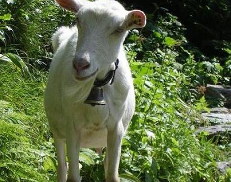 Animals Unique: Goat