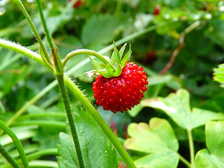 Plants Everywhere: Fragola Plants Everywhere Piante da Frutto Frutti di ...