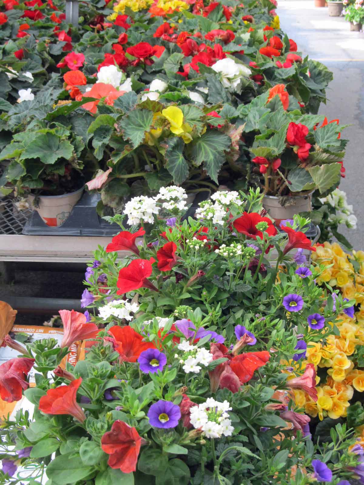 Summit Musings: Kentucky Derby Traditions - Planting Flowers