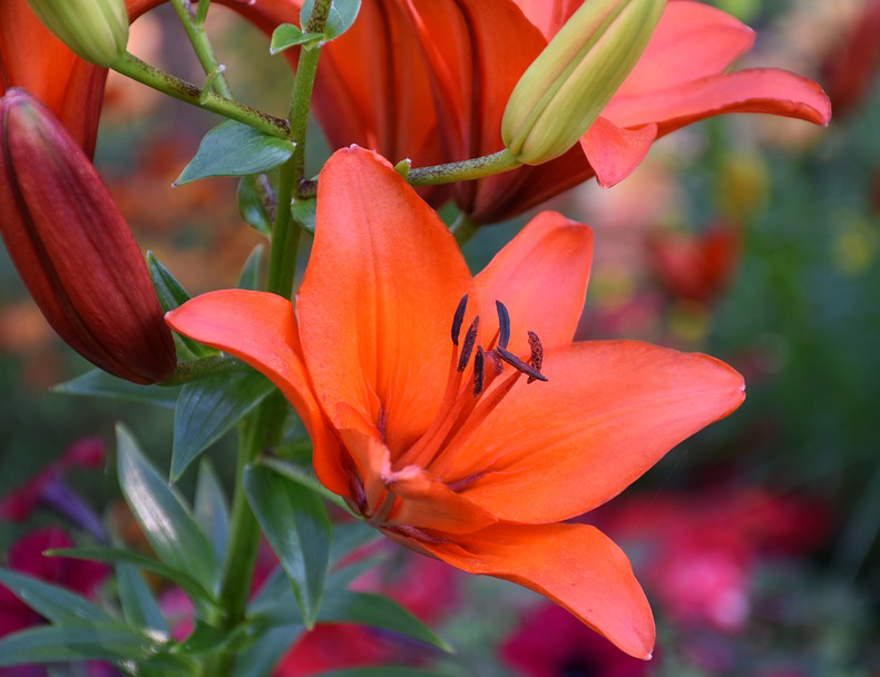 Pengertian Tanaman Hortikultura dan Jenis-Jenisnya