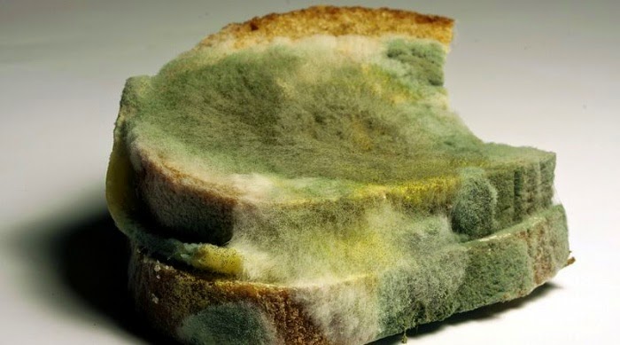 TU SALUD: 10 cosas que hay que saber sobre el moho en la comida