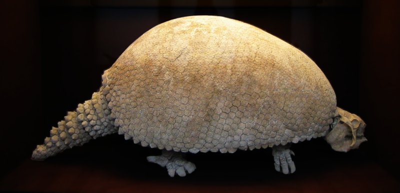 Extinct Animal of the Week: Anatomy of the Glyptodon