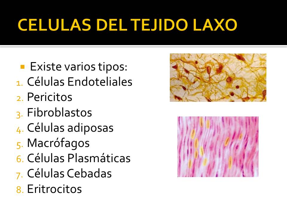 TEJIDO CONECTIVO LAXO Y DENSO