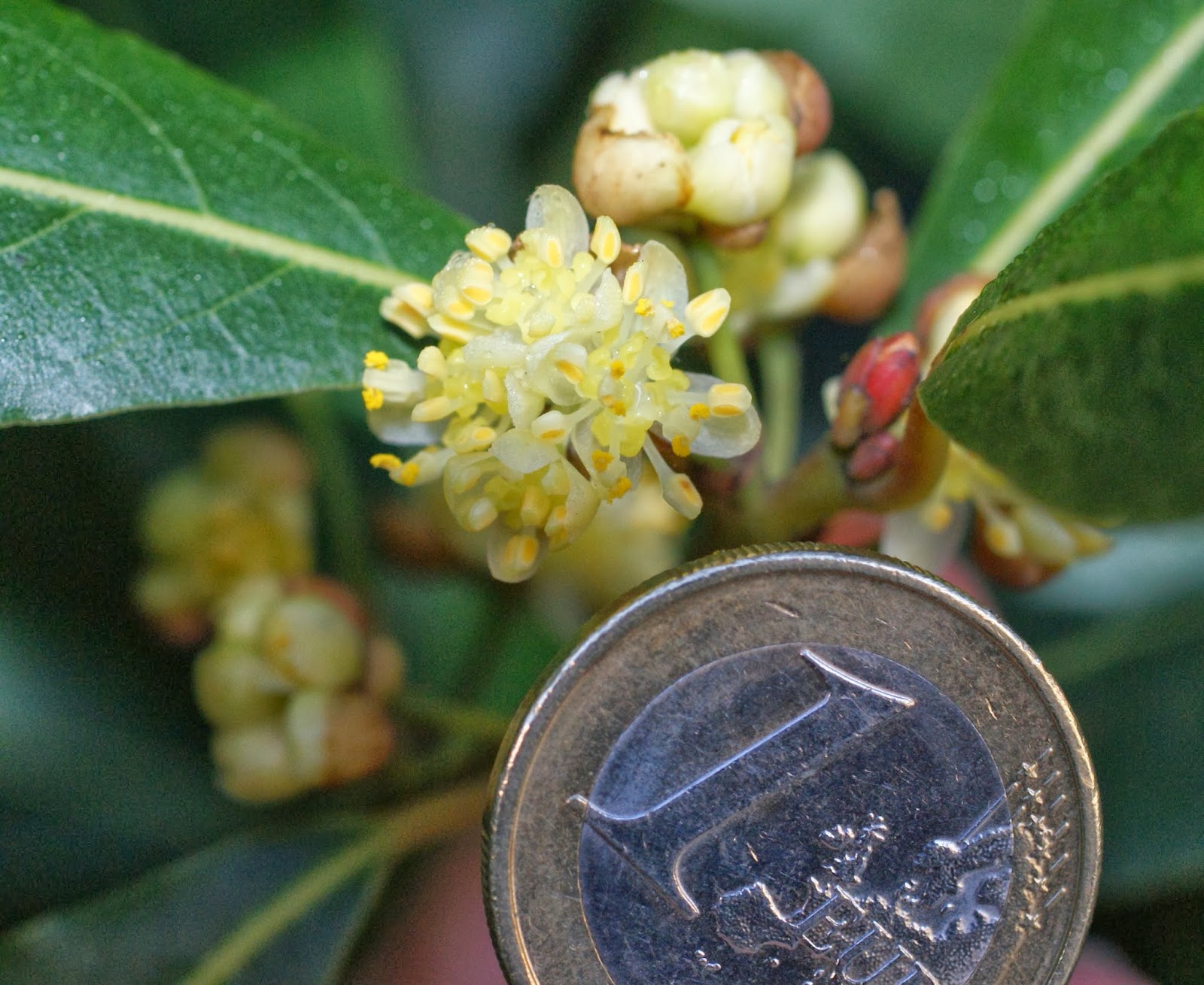 HORTA À PORTA: LAURUS NOBILIS, (LOUREIRO, BAY LAUREL, LAURIER NOBLE ...